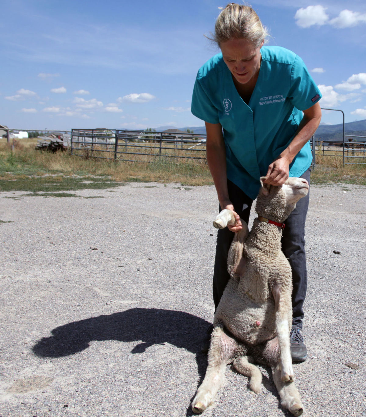 We Love Every Pet – Victor Veterinary Hospital
